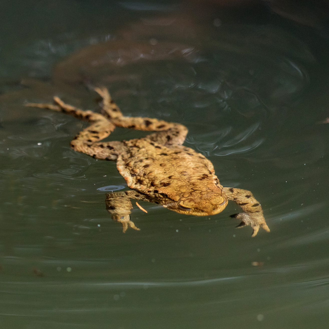 Få op til 17.000 kr. i tilskud pr. vandhul på dine arealer