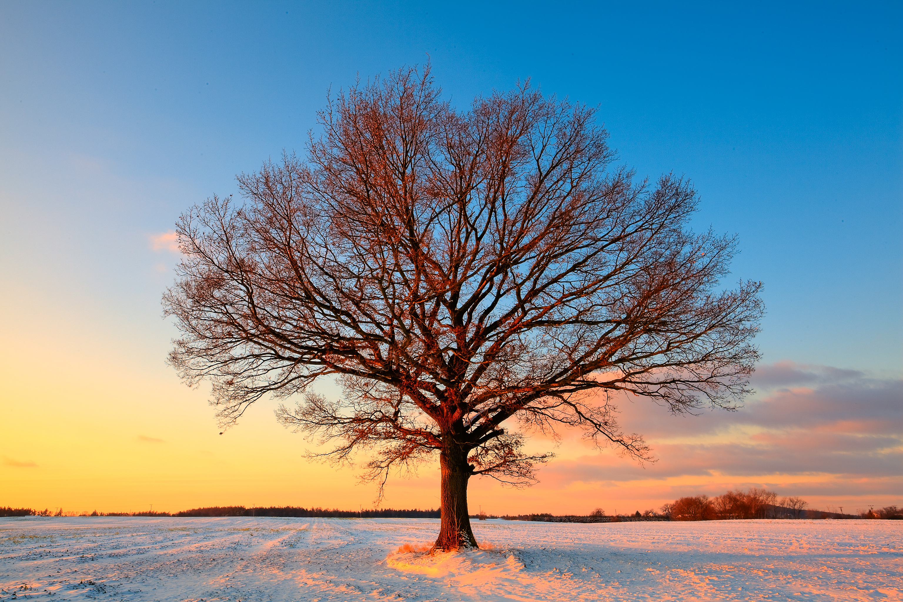 Tøvejr: Tjek markerne – og vent med gyllen | SAGRO